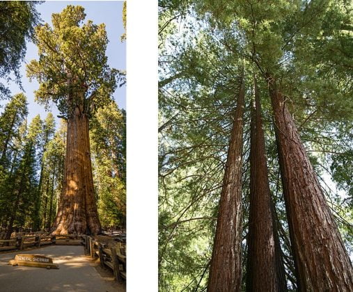 Sequoia e Redwood Gigante: As Maiores Árvores do Planeta