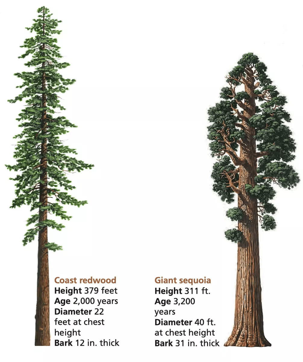 Sequoia e Redwood Gigante: As Maiores Árvores do Planeta